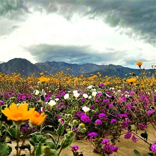 DayTripper Tours and Excursions Departing from San Diego